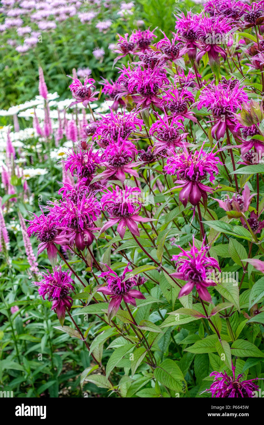 Monarda " On Parade Stock Photo - Alamy