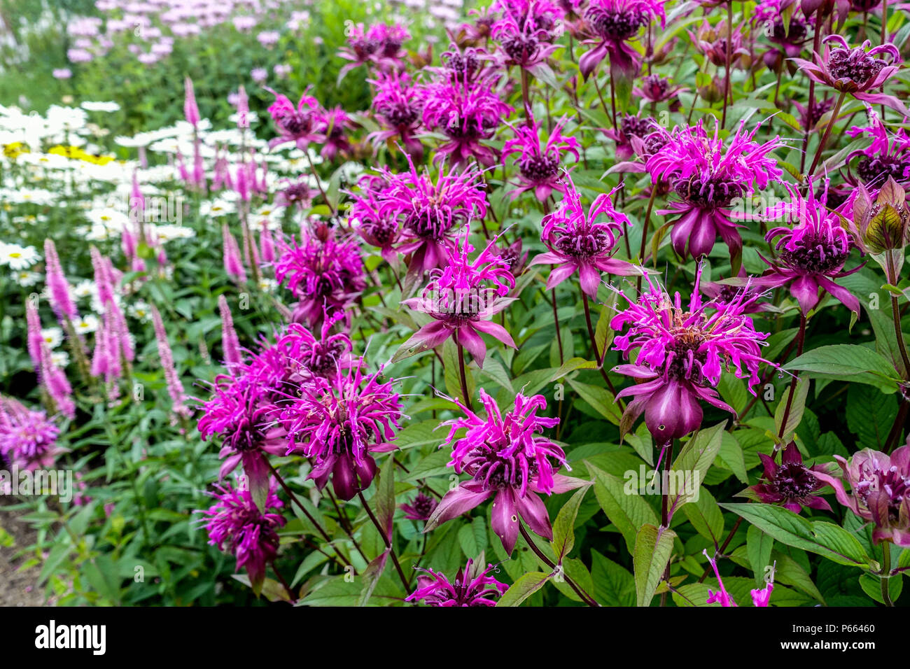 Monarda " On Parade Stock Photo - Alamy