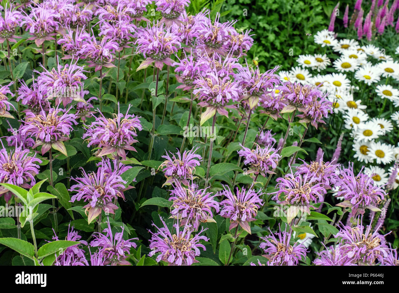 Purple Monarda " Camilla " Monarda fistulosa garden summer plant flower ...
