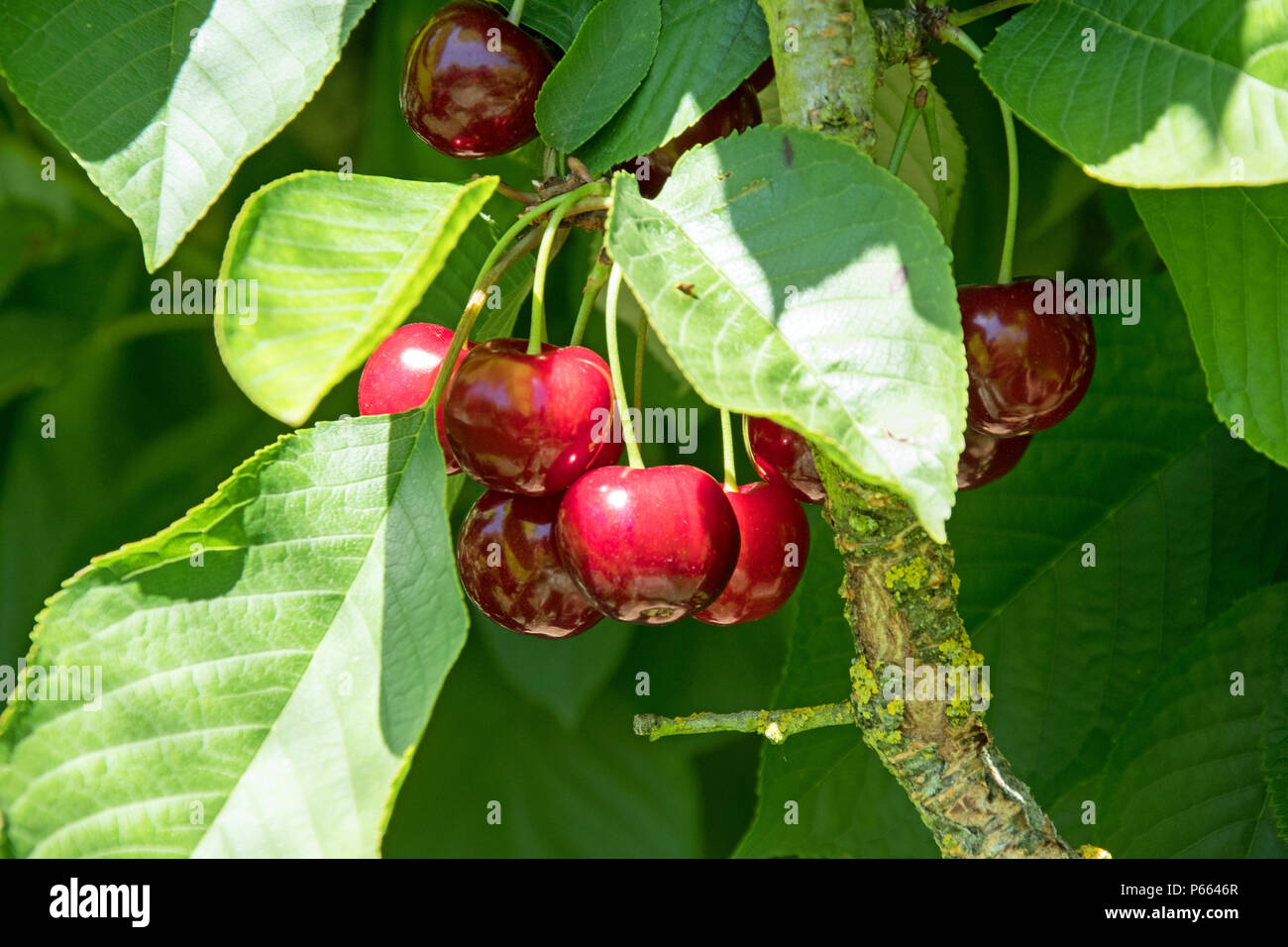 Cherry Orchard Uk High Resolution Stock Photography and Images - Alamy