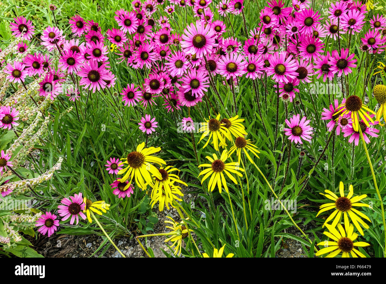 Tennessee coneflower echinacea tennesseensis hi-res stock photography ...