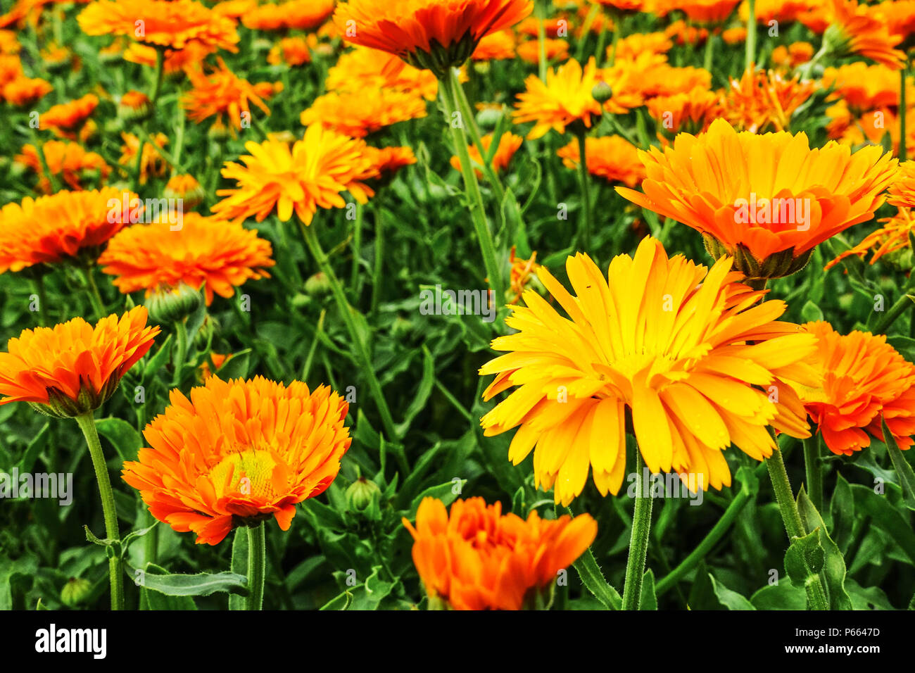 Calendula Flowerbed High Resolution Stock Photography and Images - Alamy