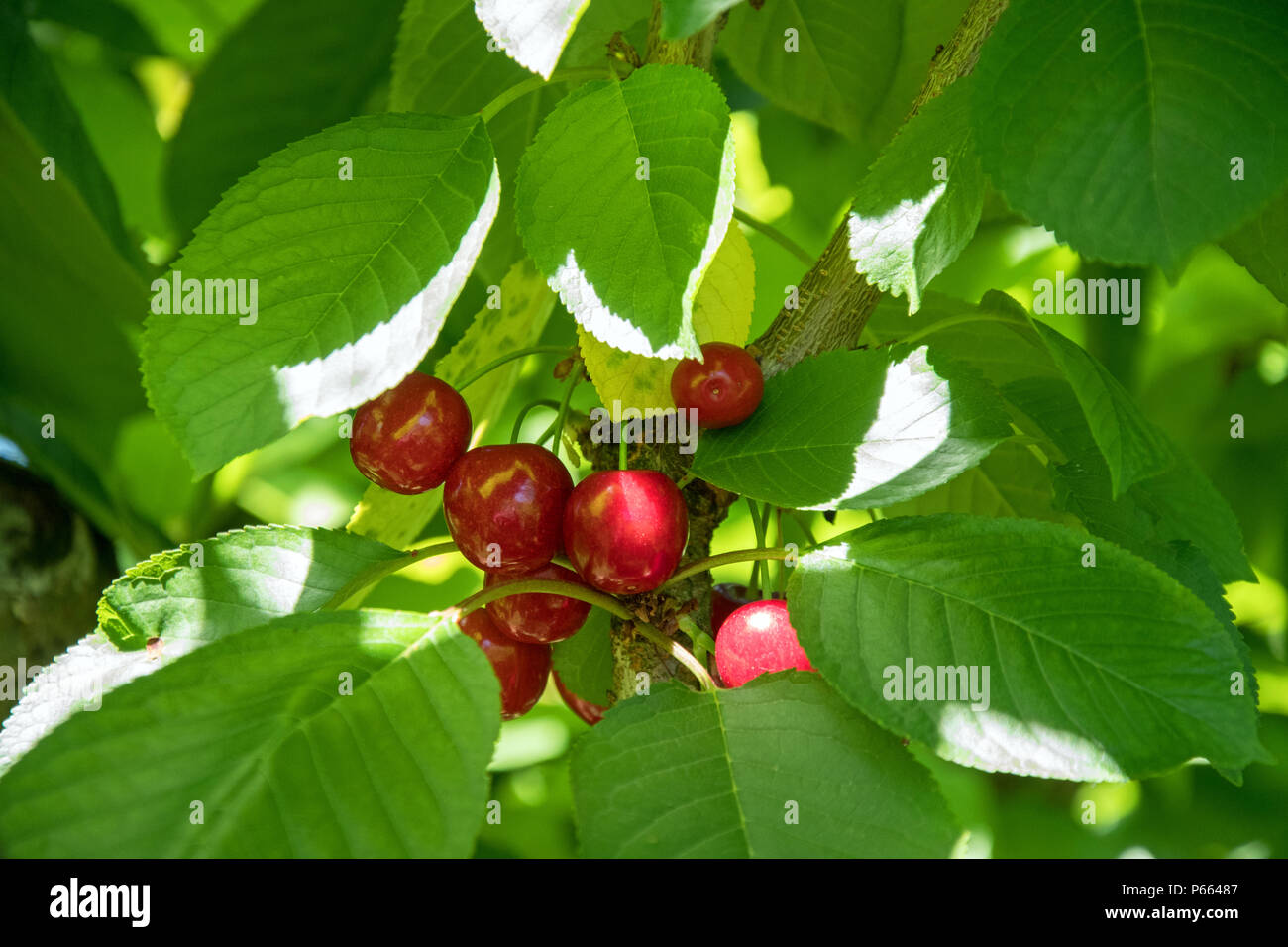 Cherry orchard in Kent, England,UK Stock Photo - Alamy