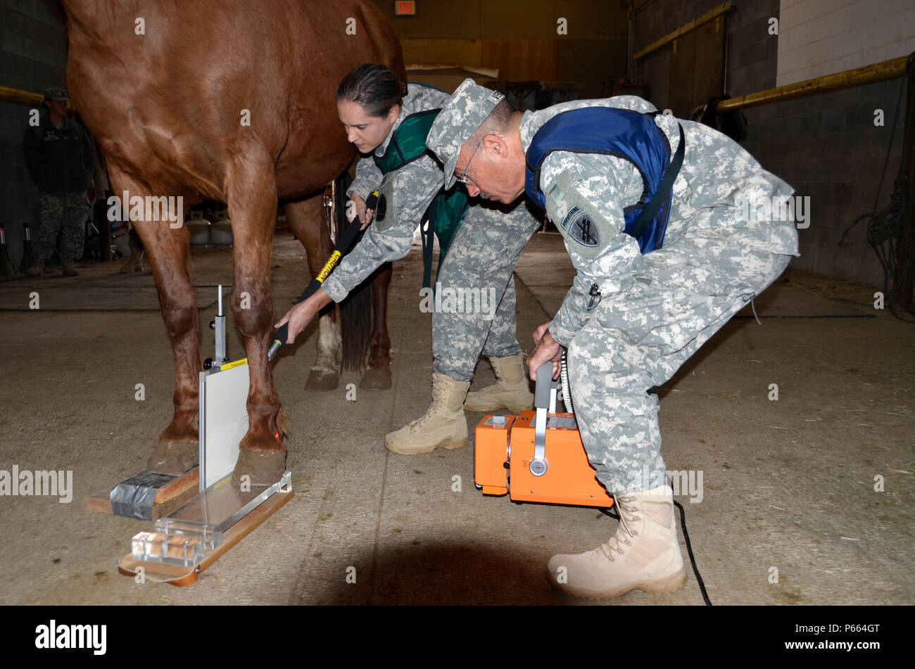 Us army veterinary corps hi-res stock photography and images - Alamy