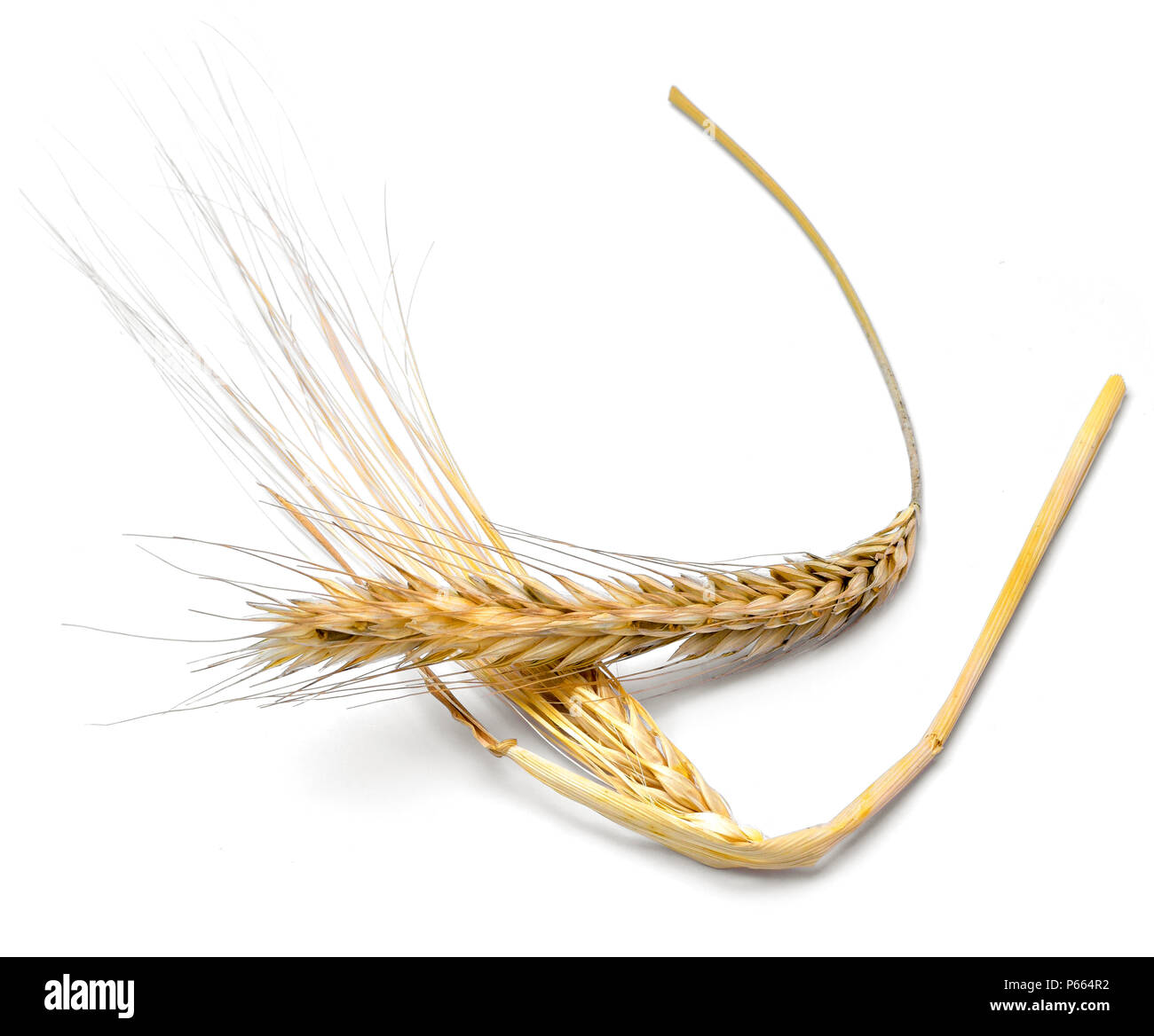 Ripe ear of rye or barley, isolated on white background. Decorative ...