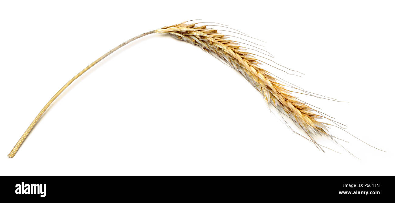 Golden barley background hi-res stock photography and images - Alamy