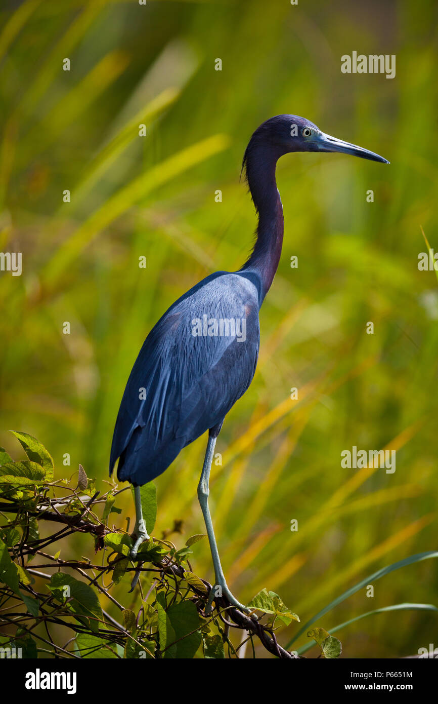 Little Blue Heron, Egretta caerulea, at the lakeshore of Bayano Lake ...