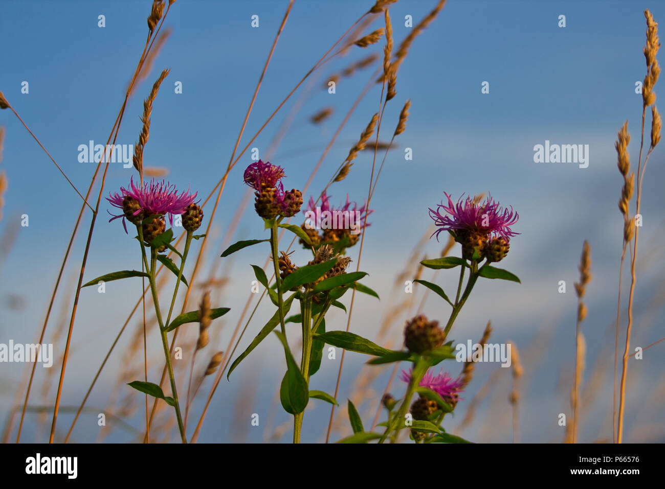 Pink flowers in summer Stock Photo - Alamy