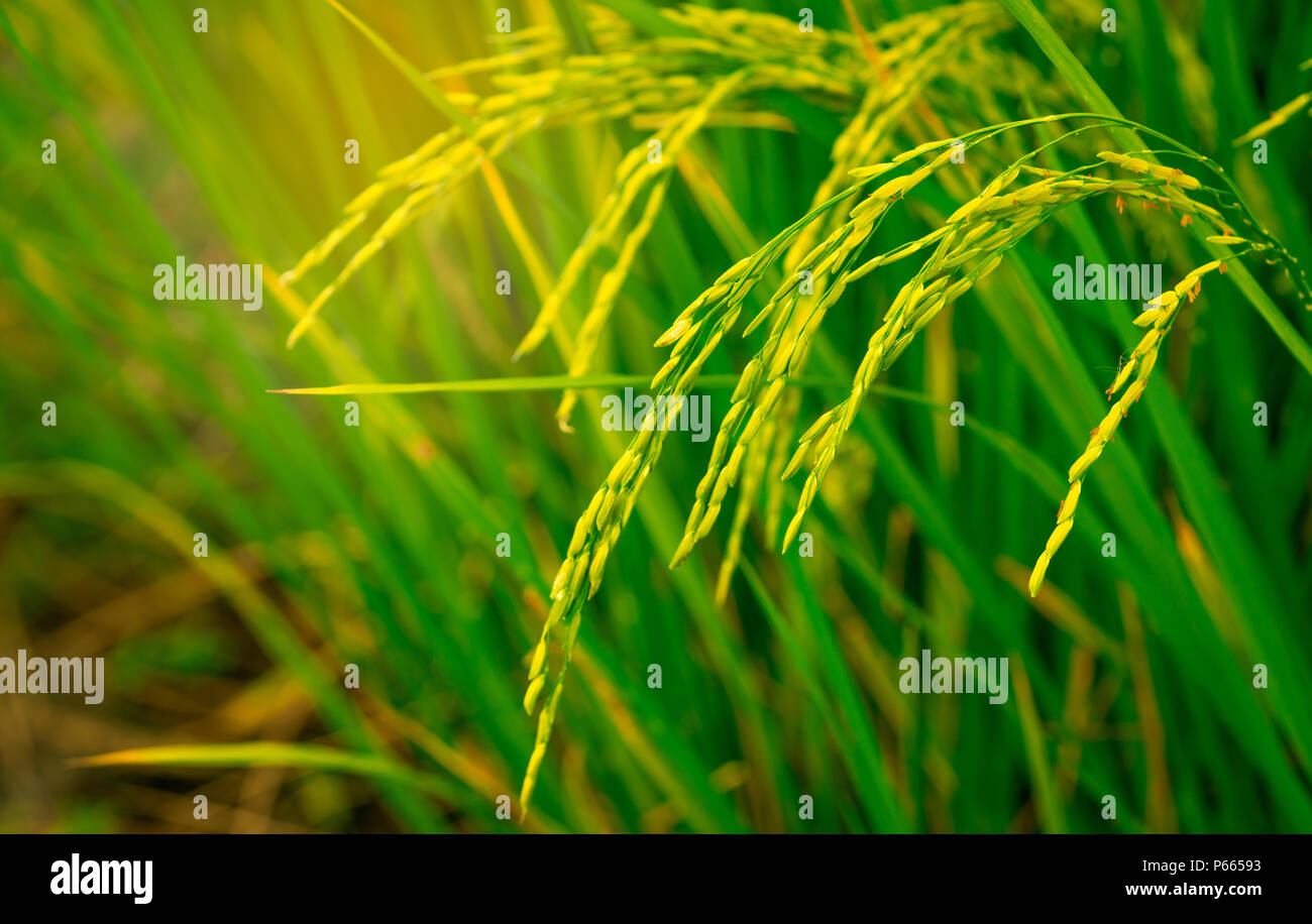 Closeup of rice paddy in rice fields and rice plantation in Thailand ...