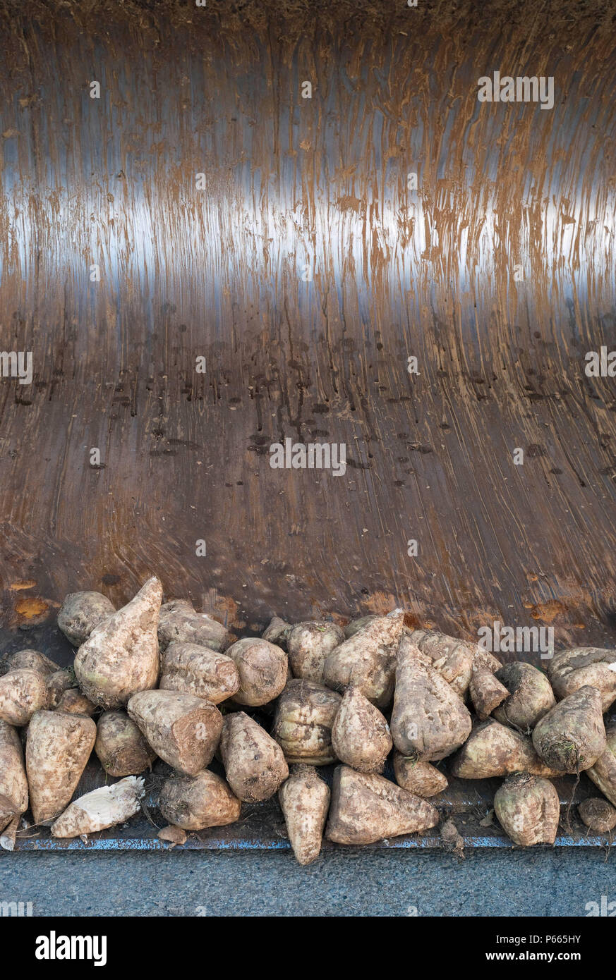 Sugar beet in mechanical bucket at sugar factory, Picardie, France ...