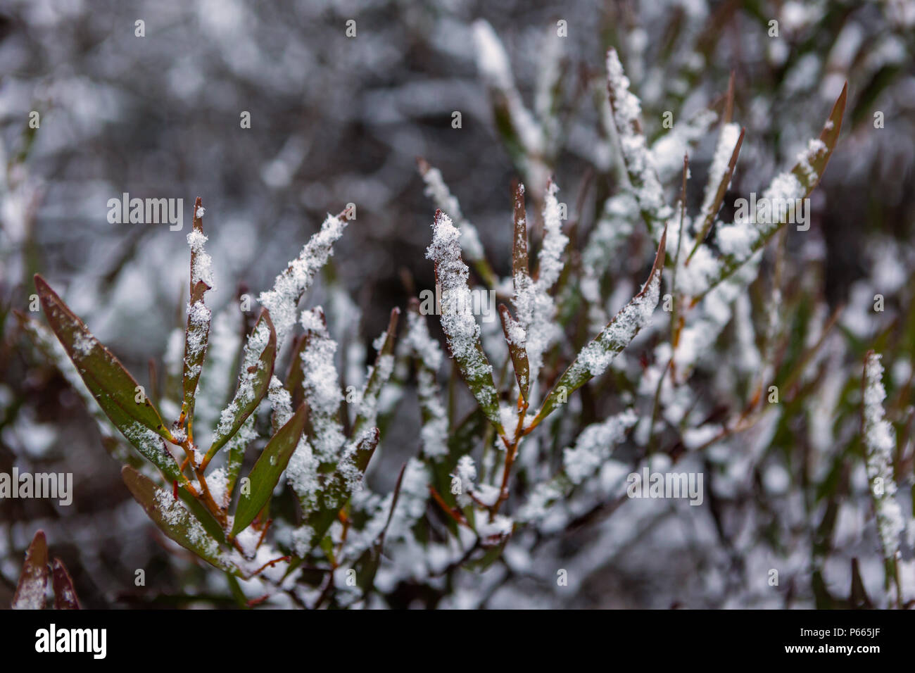 Snow collected on the leaves of a Eucalyptus gum tree at Hassans Wall ...