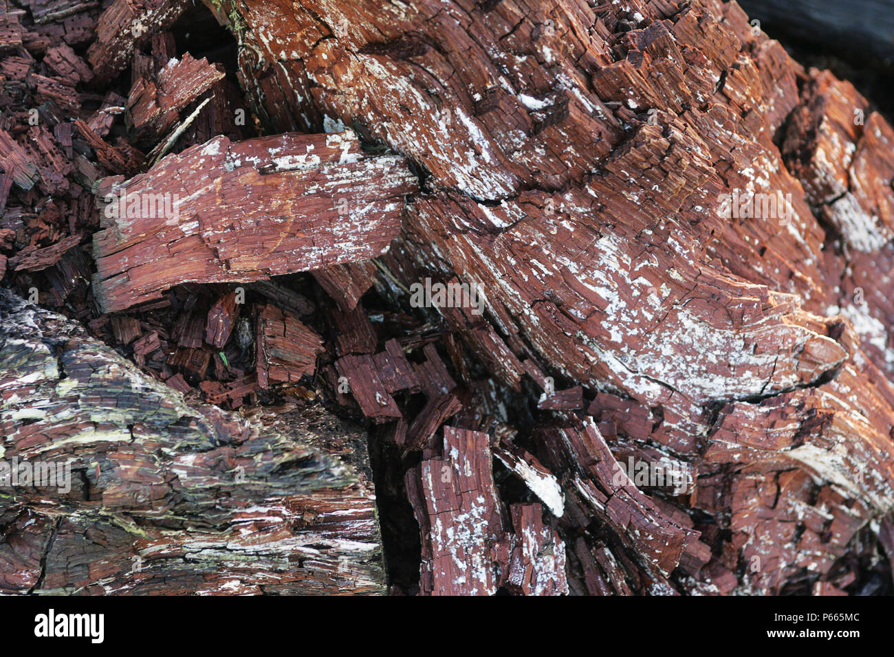 Timber with white rot Stock Photo - Alamy
