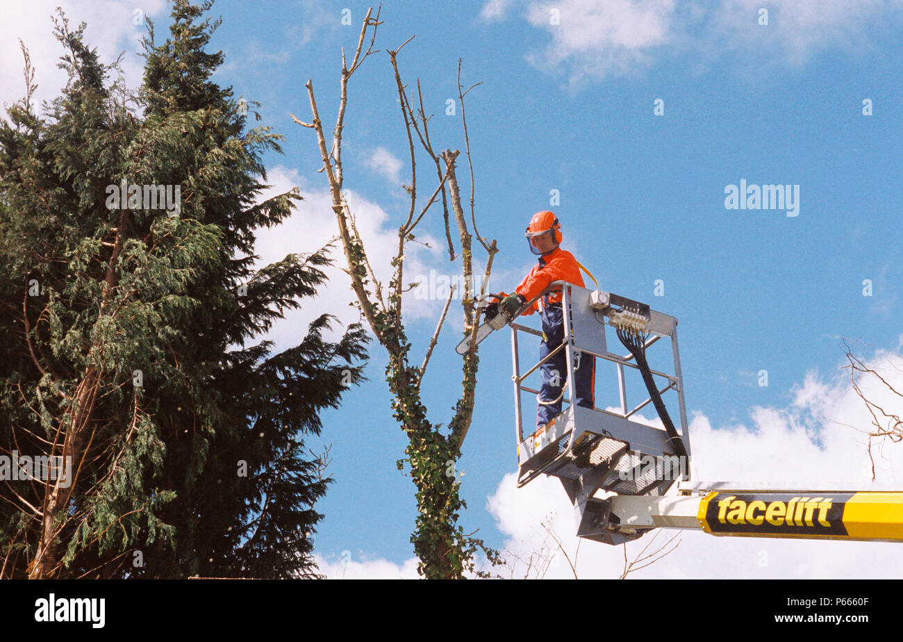 Pruning tree branches using chainsaw Stock Photo - Alamy