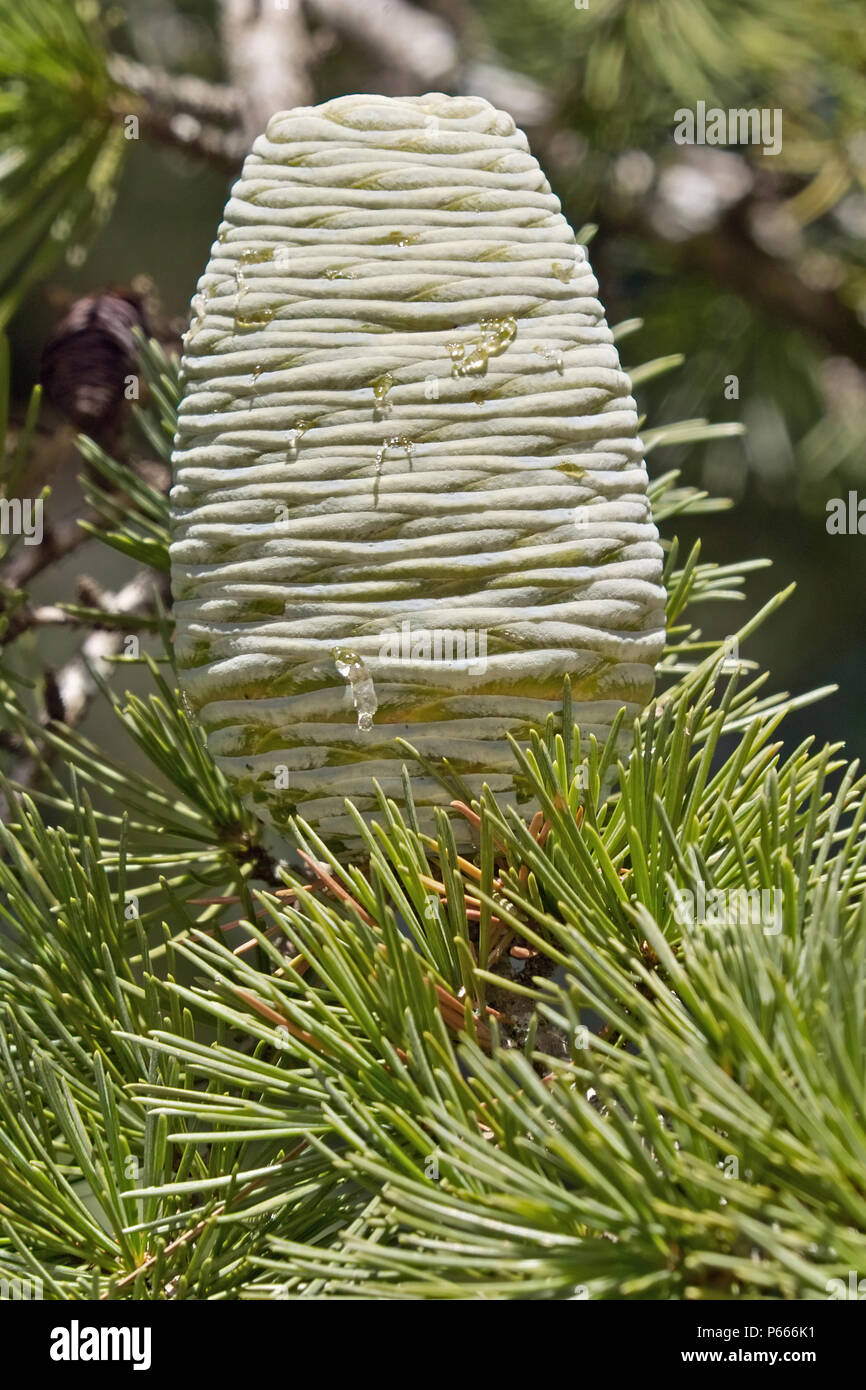 female cone of himalayan cedar or deodar cedar, cedrus deodara Stock ...