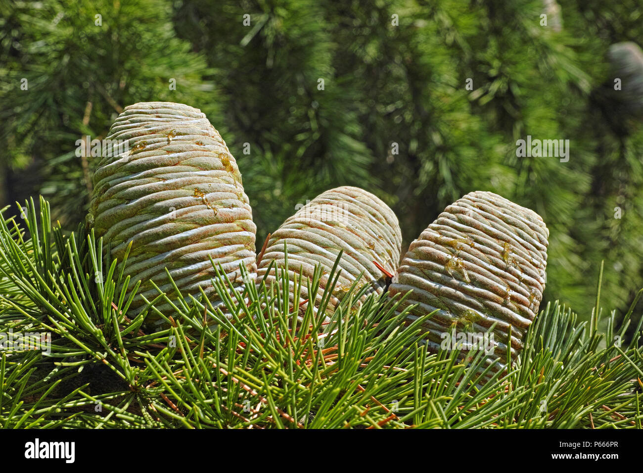 female cone and leaves of himalayan cedar, cedrus deodara Stock Photo ...