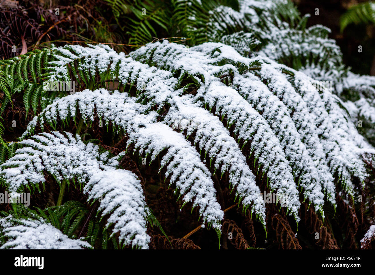 Snow collected on the leaves of a fern tree at Hassans Wall in Lithgow ...