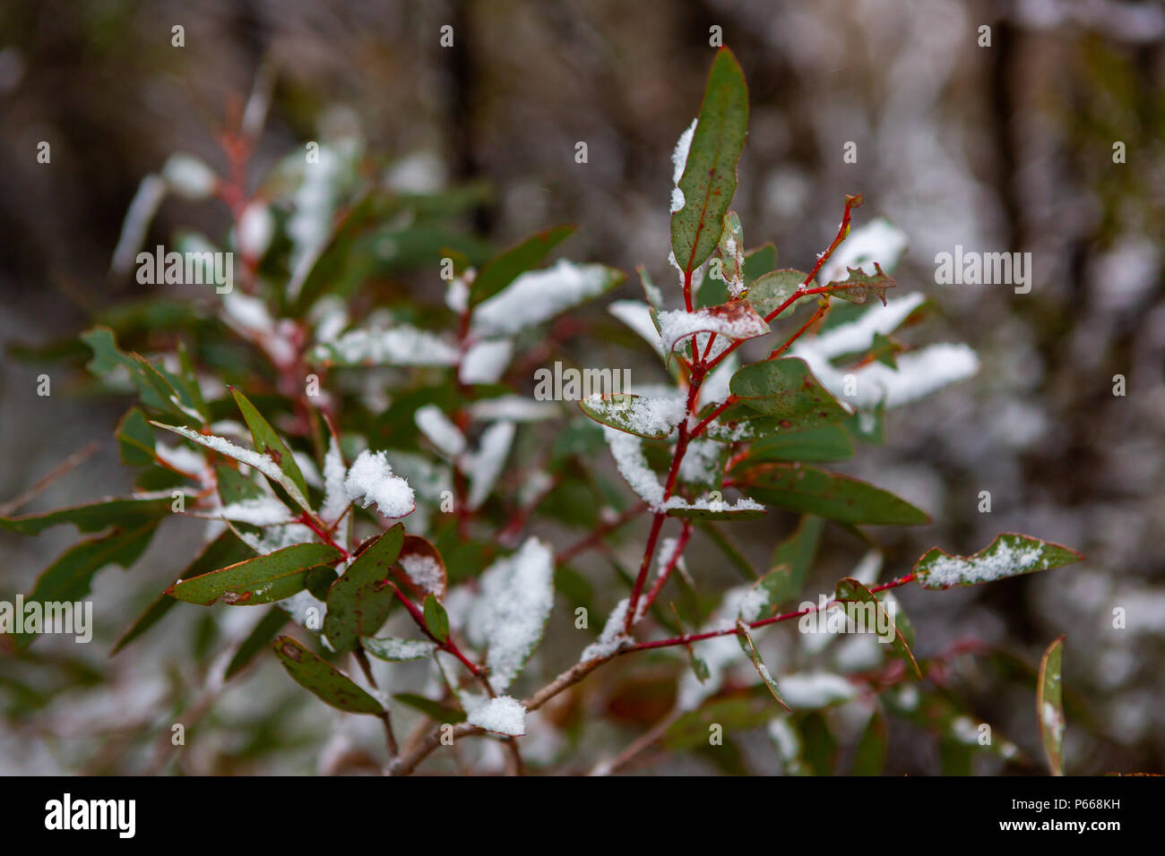 Snow gum tree in snow hi-res stock photography and images - Alamy