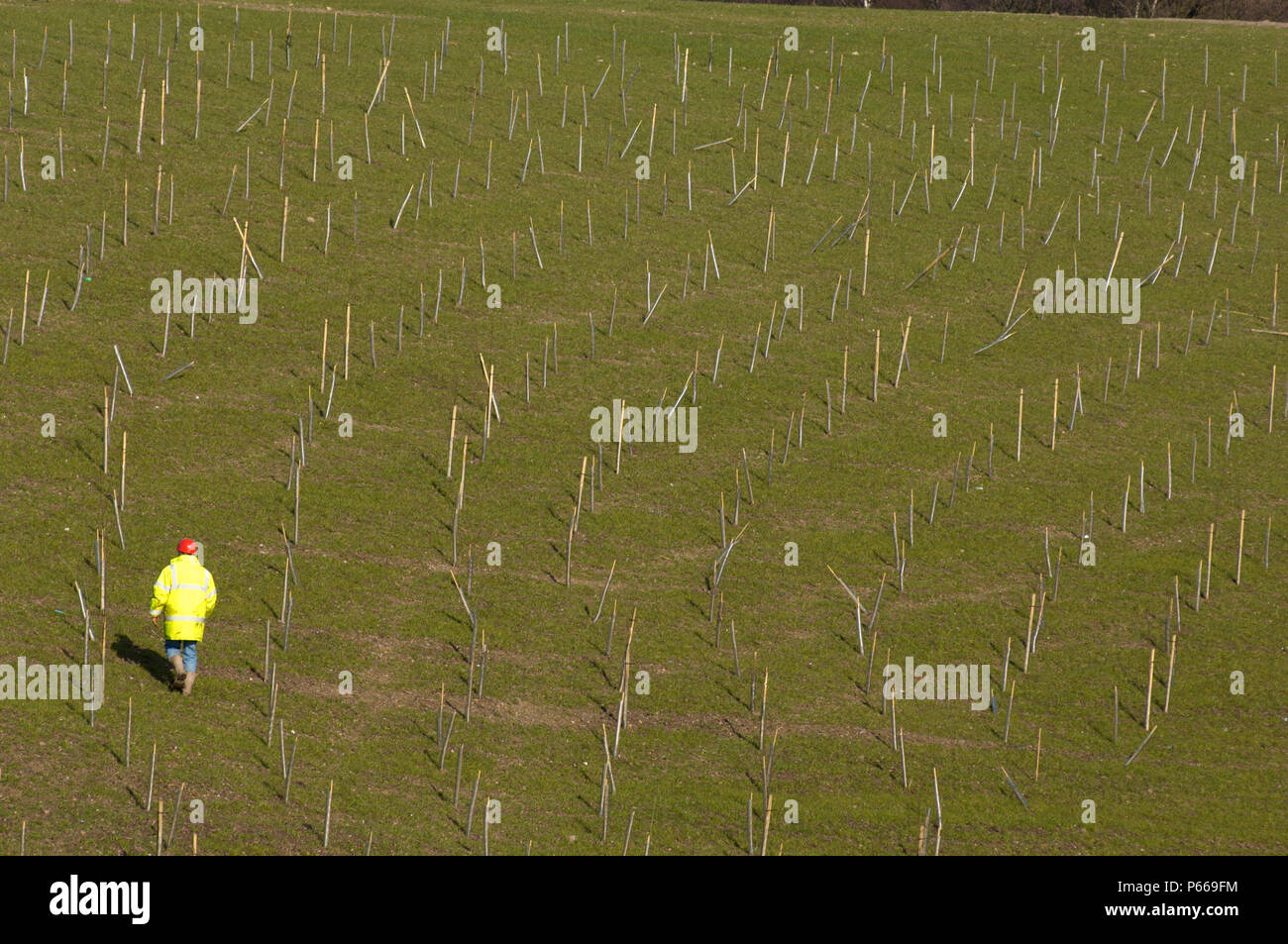 Photodegradable treeguard hi-res stock photography and images - Alamy