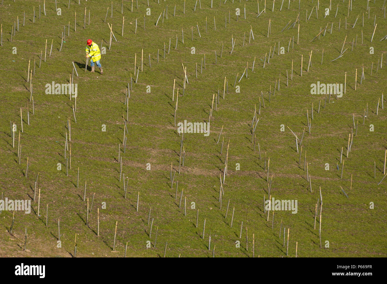 Photodegradable treeguard hi-res stock photography and images - Alamy