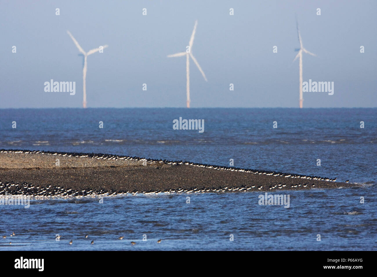 Oystercatchers (Haematopus ostralegus) wader roost and offshore wind ...