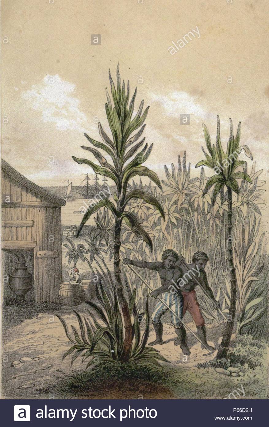 19th Century Sugar Plantation Stock Photos & 19th Century Sugar ...