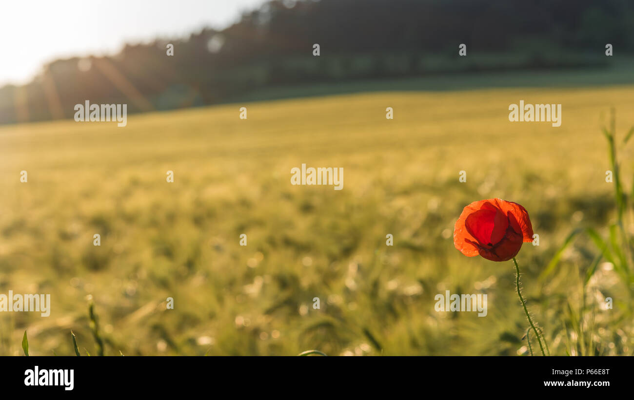 the corn poppy in the sunshine Stock Photo - Alamy