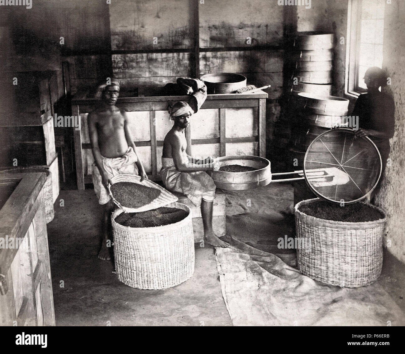 Vintage photo of sorting tea hi-res stock photography and images - Alamy