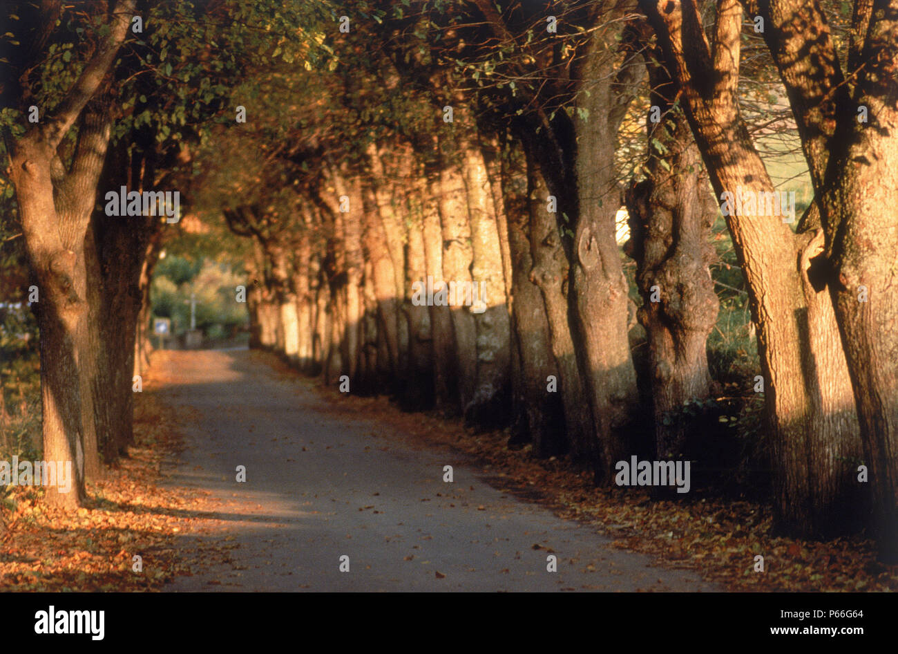 Tree-lined avenue during the late afternoon - France Stock Photo - Alamy