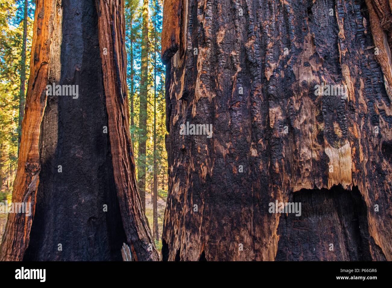 Burned Ancient Forest. Giant Sequoias After Wildfire. Sierra Nevada ...