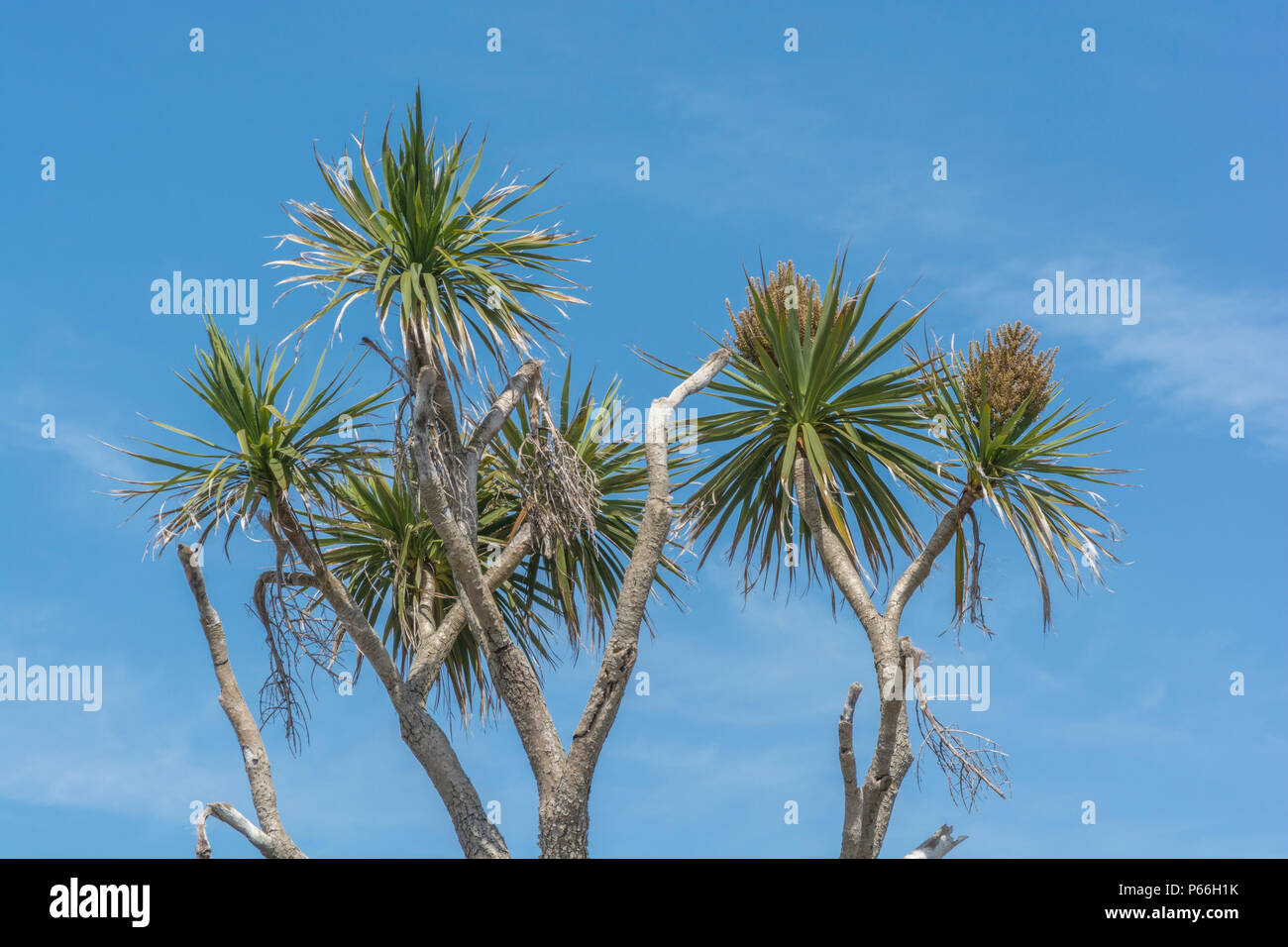 Cornish Palm tree / Cordyline australis at Newquay, Cornwall, set ...