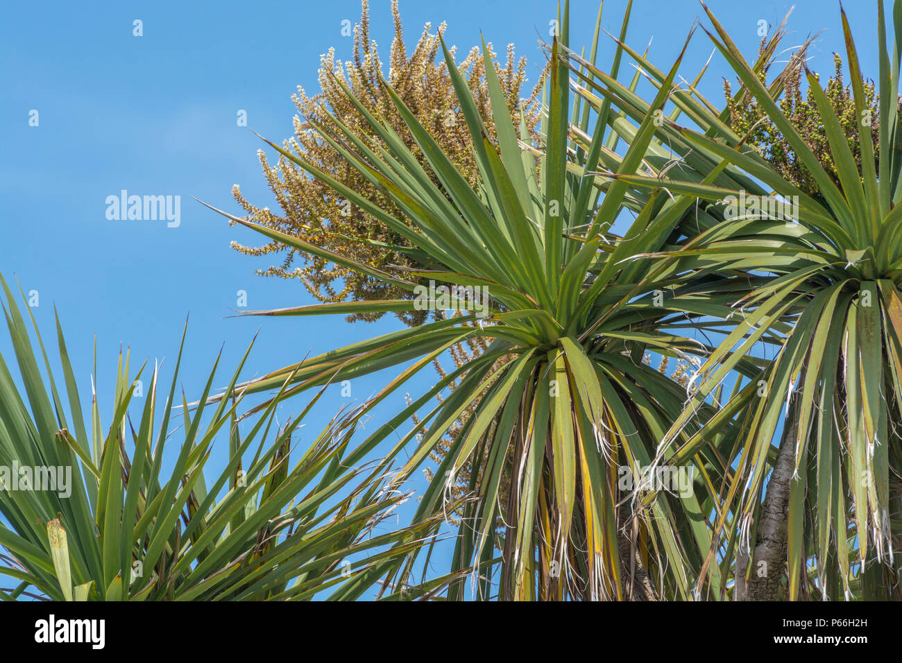 Cornish Palm tree / Cordyline australis at Newquay, Cornwall, set ...