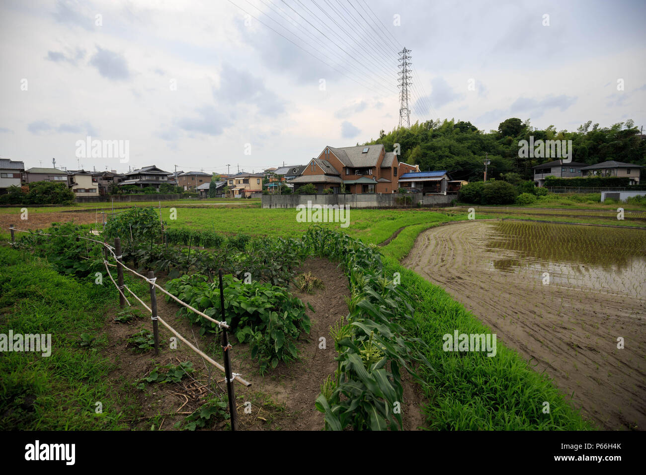 Rice field traditional japanese houses hi-res stock photography and ...