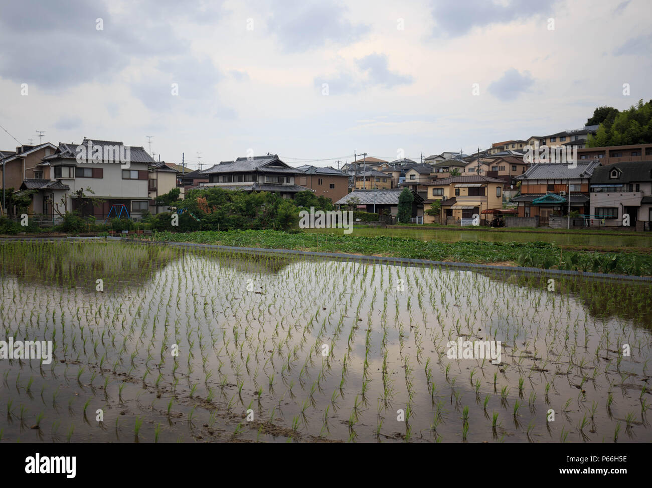 Rice field traditional japanese houses hi-res stock photography and ...