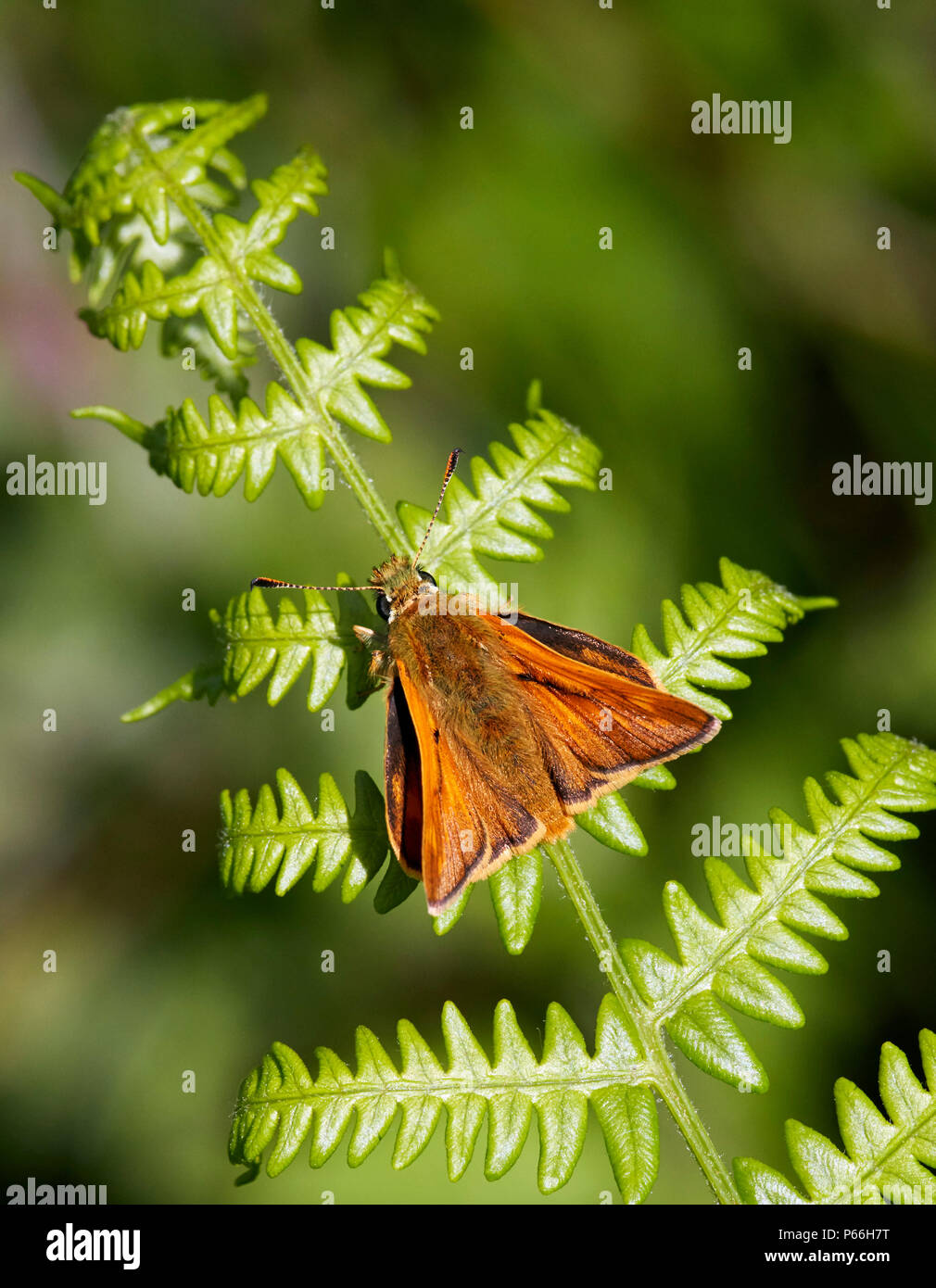 Ditchling common hi-res stock photography and images - Alamy