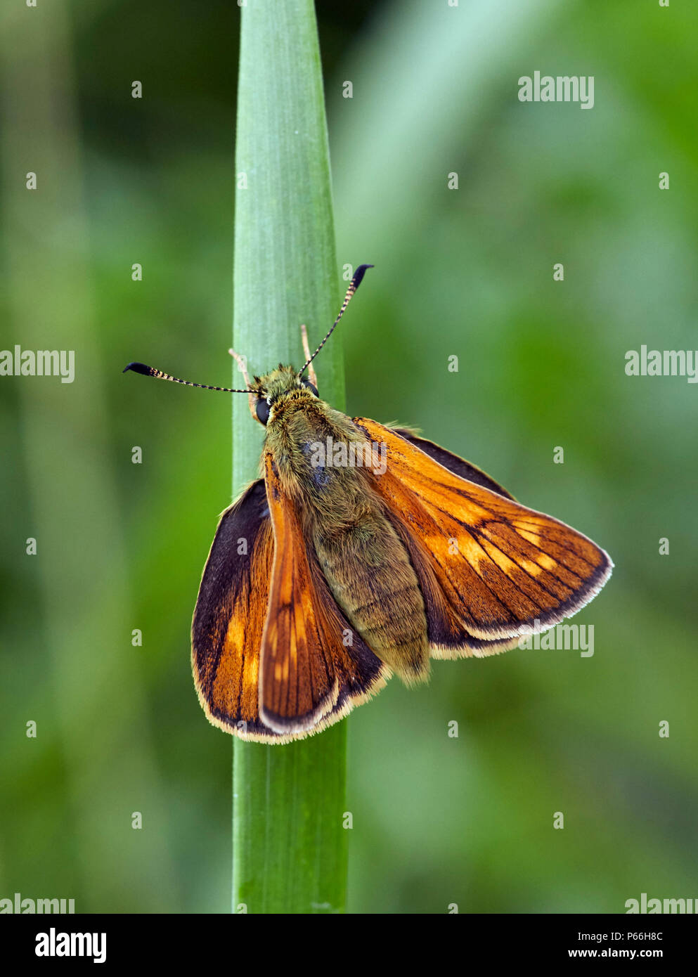 Female large skipper butterfly hi-res stock photography and images - Alamy