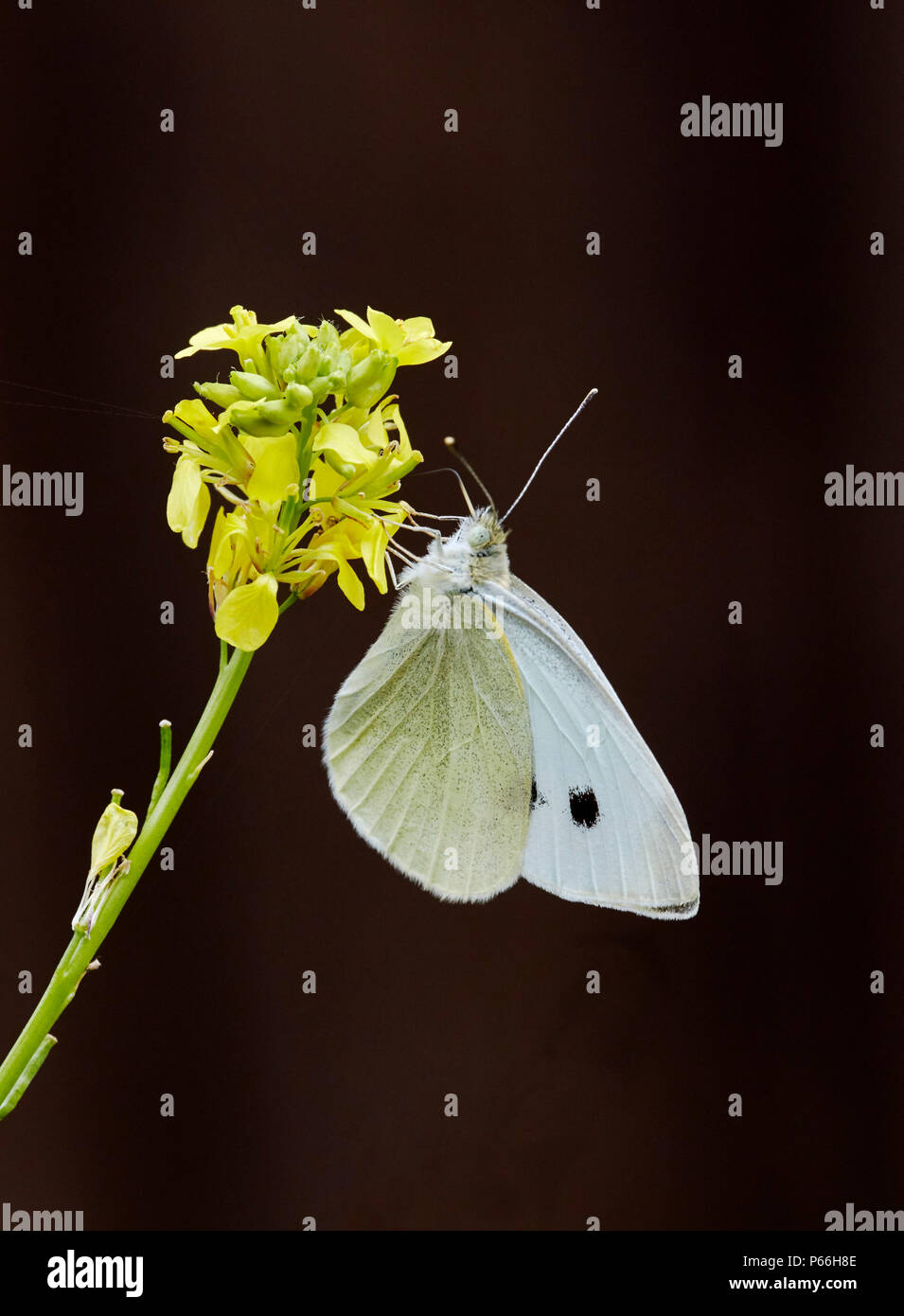 Small White nectaring on Charlock flowers. Hurst Meadows, East Molesey ...