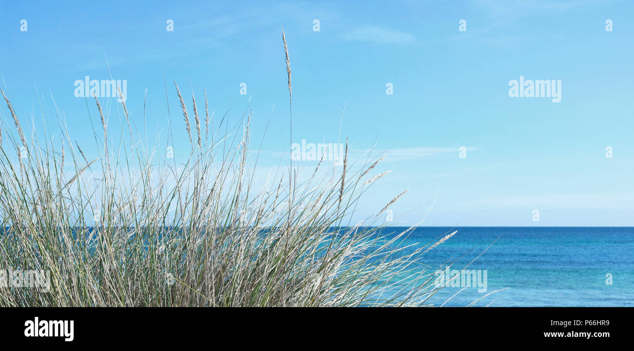Reeds at the beach with view to the sea, beach background, relaxation ...