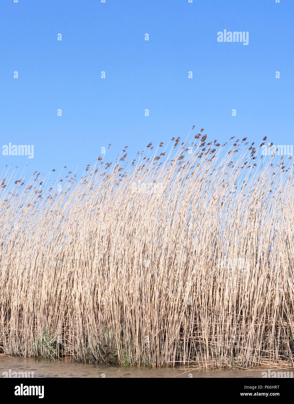 Reed background hi-res stock photography and images - Alamy