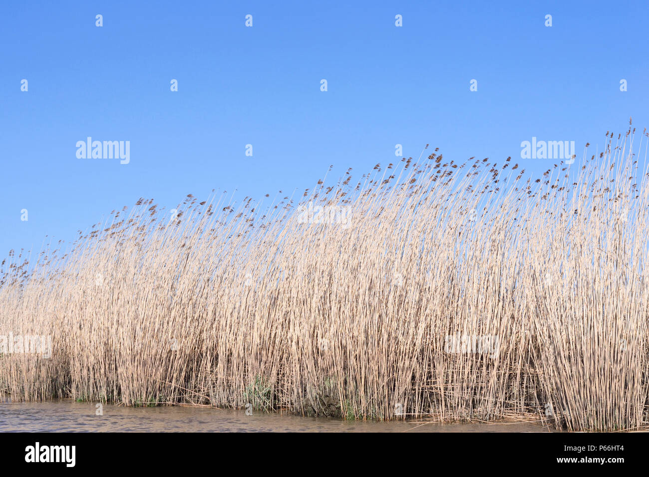 Reed background hi-res stock photography and images - Alamy