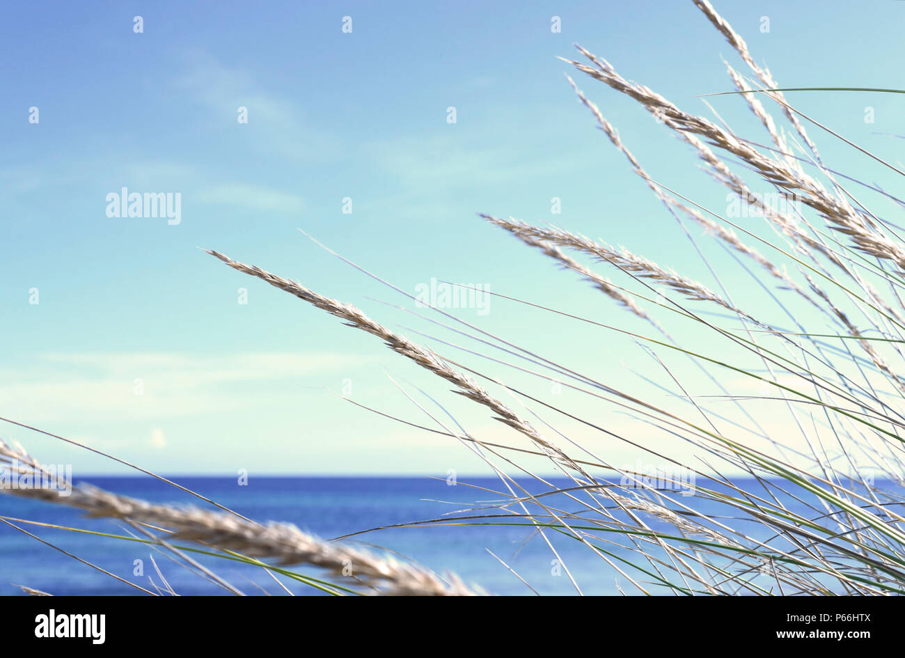 Reeds at the beach with view to the sea, beach background, relaxation ...