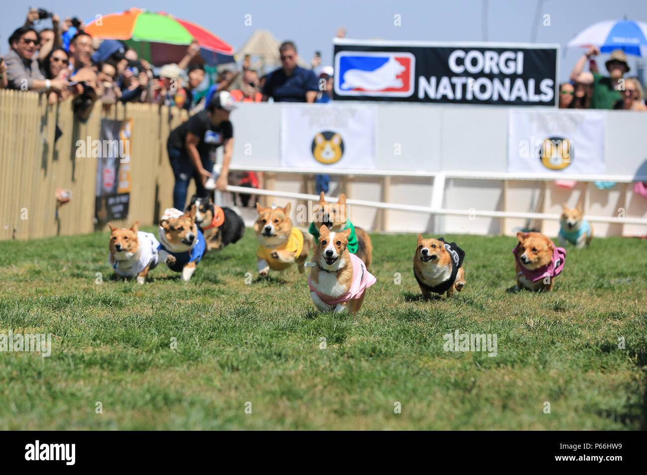 1st Annual SoCal Corgi Nationals, held at Santa Anita Park in Arcadia ...