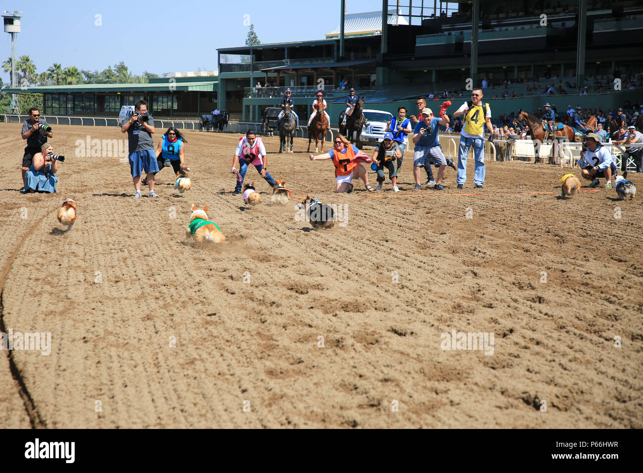 1st Annual SoCal Corgi Nationals, held at Santa Anita Park in Arcadia ...