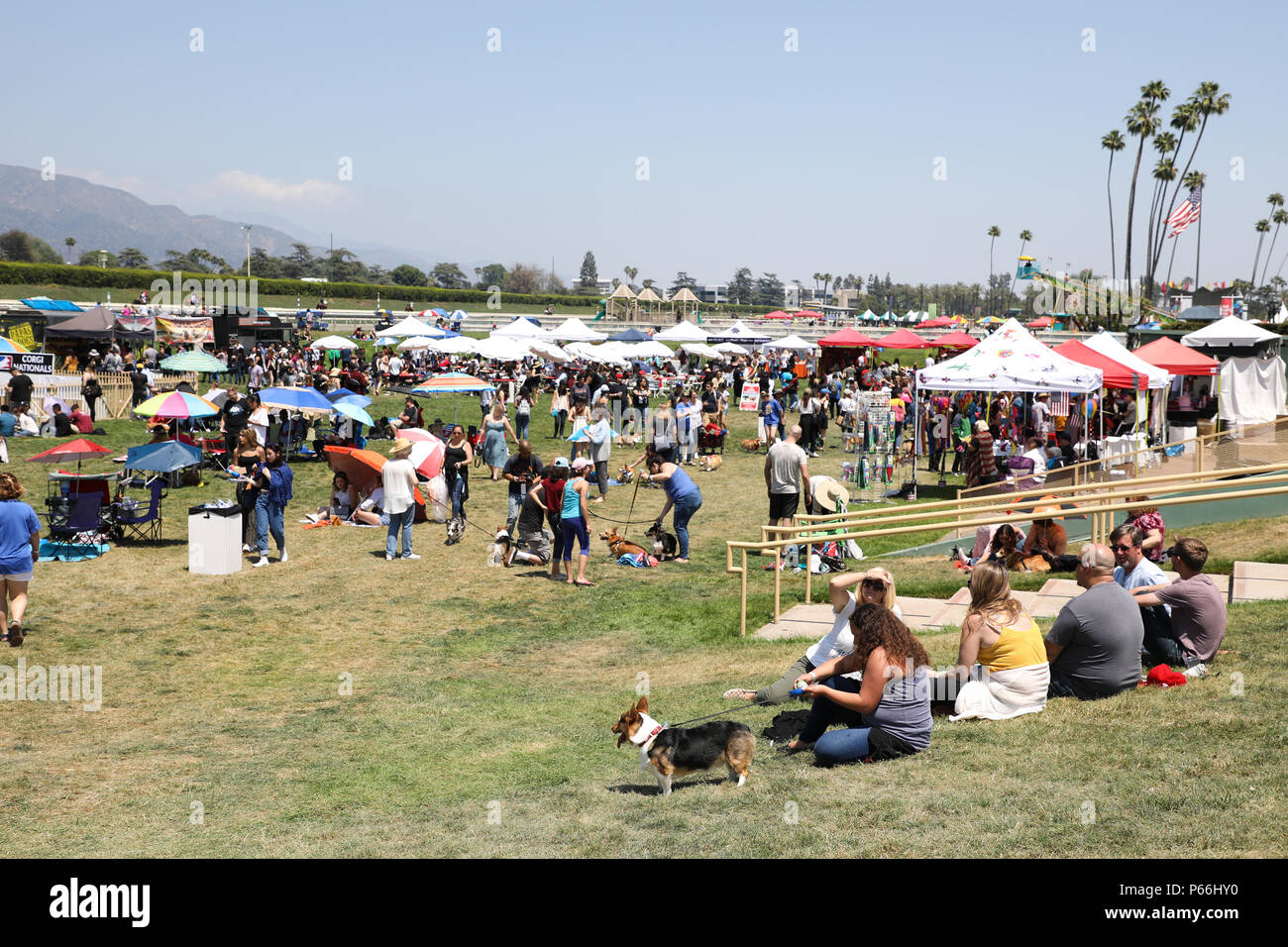 1st Annual SoCal Corgi Nationals, held at Santa Anita Park in Arcadia ...