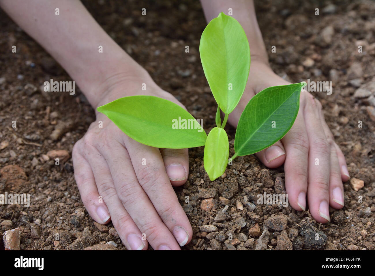Hand holding growing tree and tree growing Stock Photo - Alamy