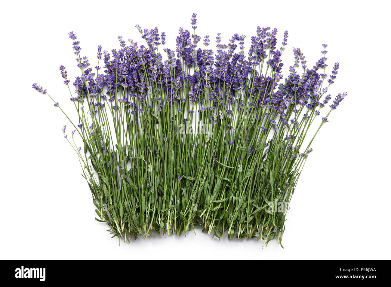 Fresh lavender flowers isolated on white background, top view Stock ...