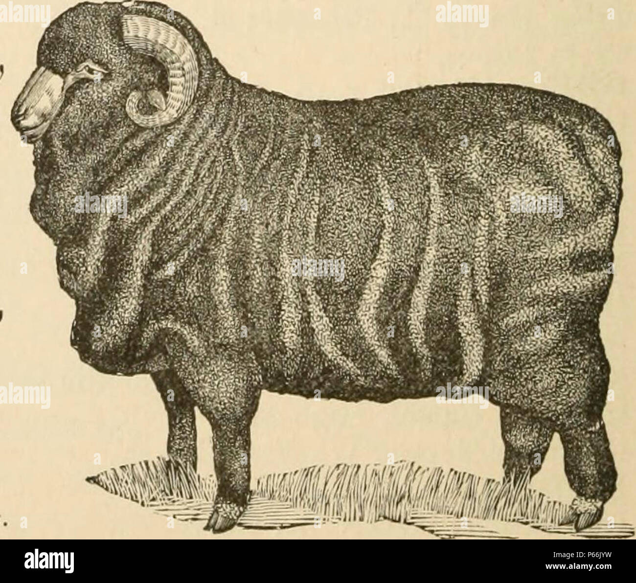 Sheep sketch hi-res stock photography and images - Alamy