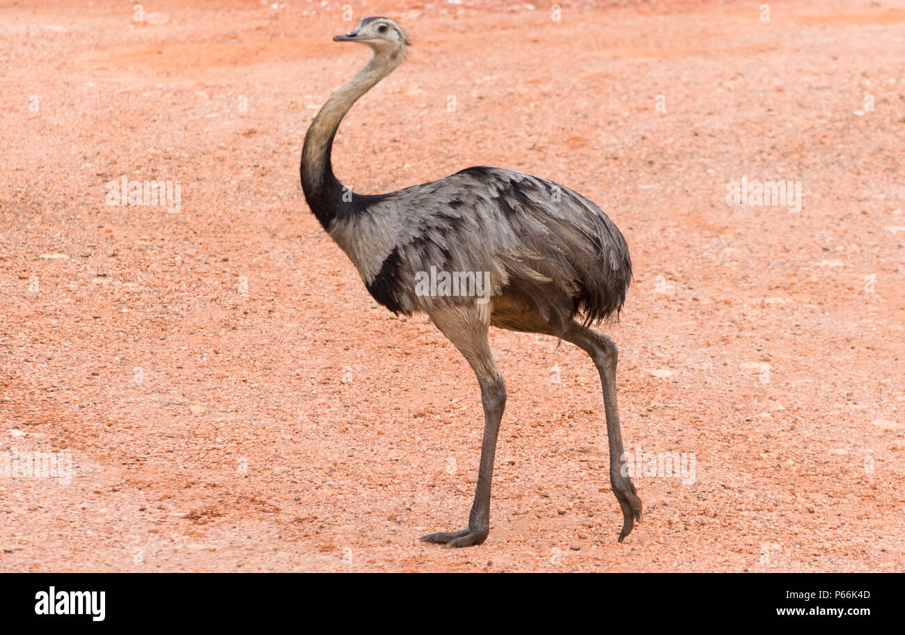 Beautiful Ema or Greater Rhea (Rhea americana) in the Brazilian wetland ...