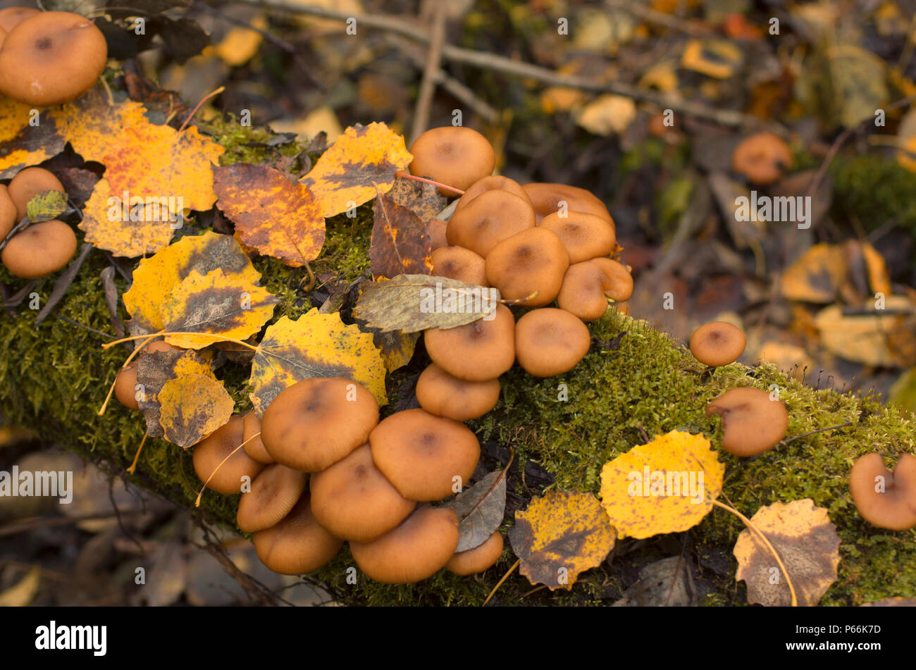 Mushrooms grow on fallen tree hi-res stock photography and images - Alamy
