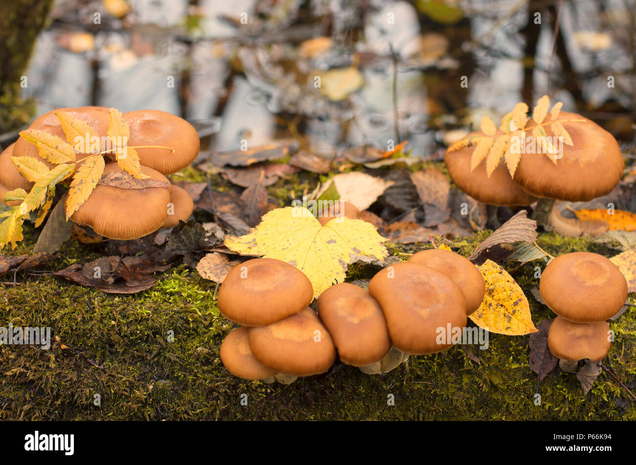 Funguses High Resolution Stock Photography and Images - Alamy