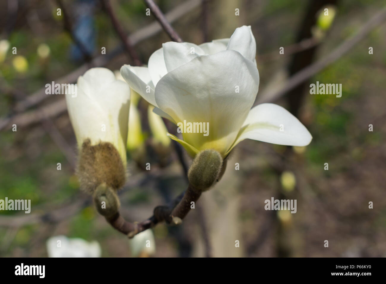 Closeup beautiful magnolia in garden hi-res stock photography and ...